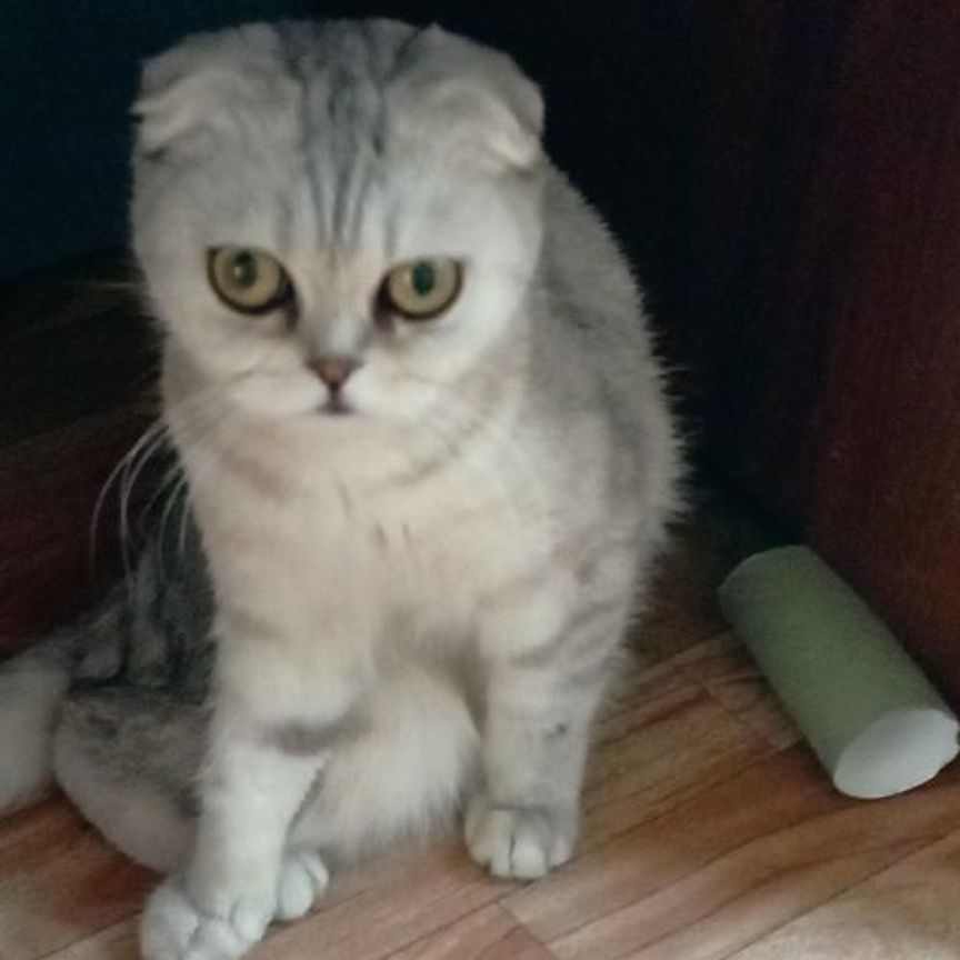 Шотландская вислоухая кошка вязка