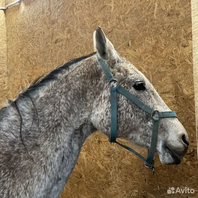 Ахалтекинская кобыла