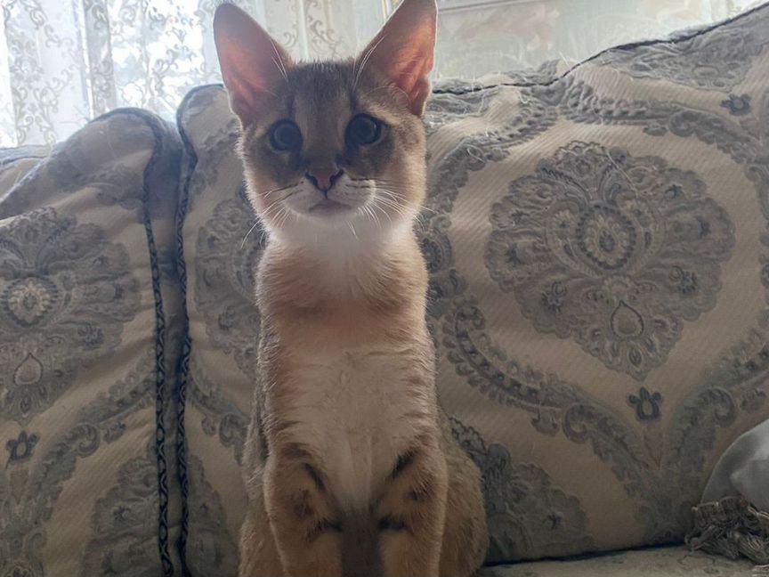 Котята чаузи ф1