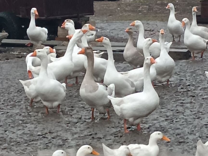 Гуси домашние