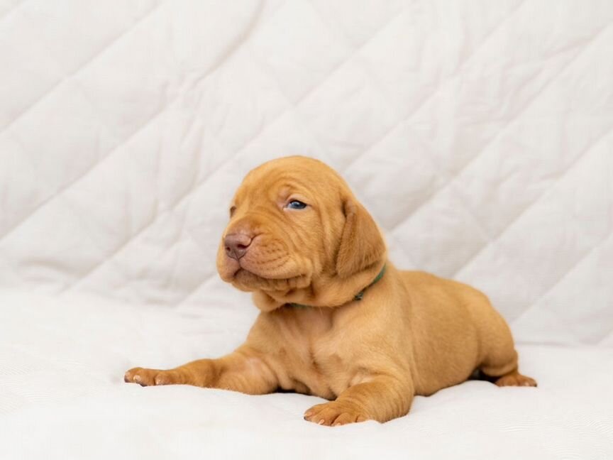 Венгерская выжла щенок