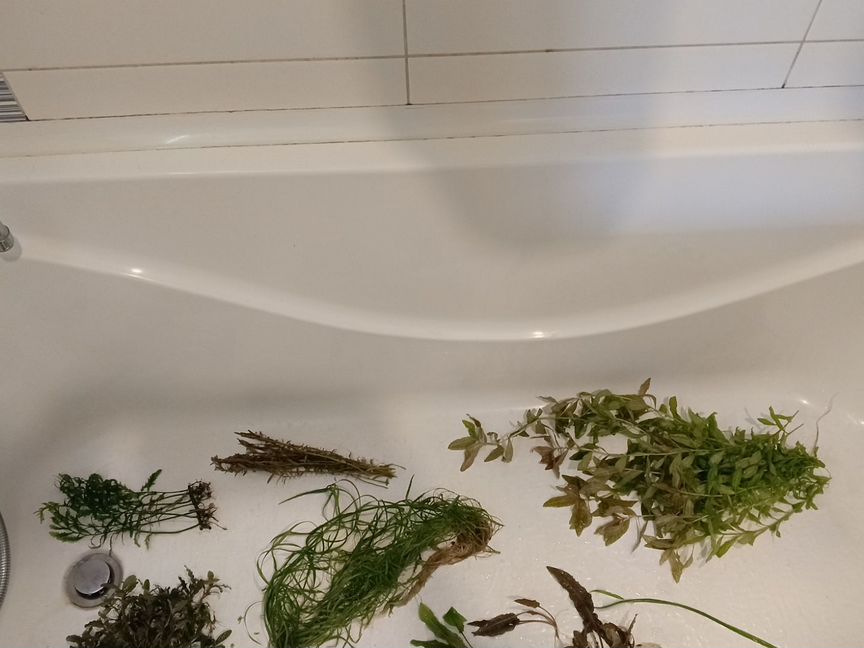 Аквариумная прополка