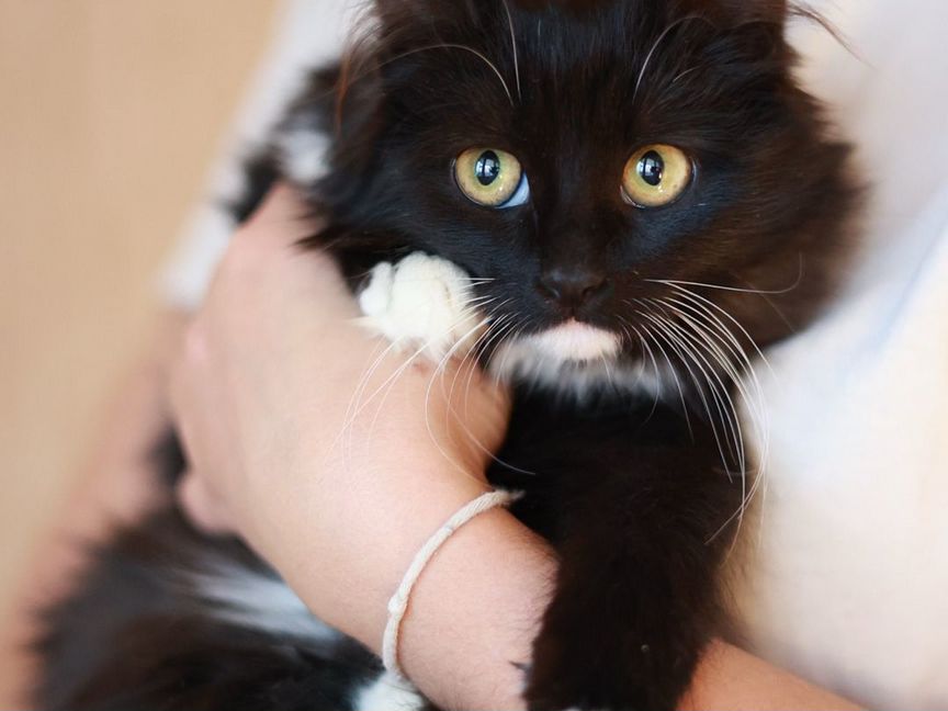 Котёнок ласковая чёрно-белая девочка 7 мес