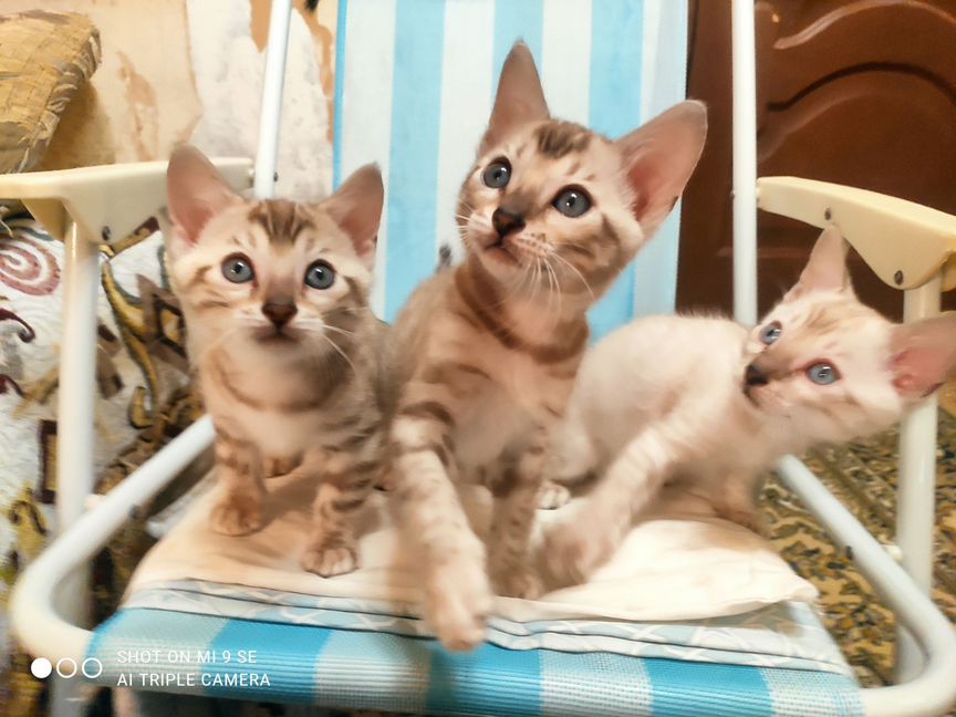 Снежные бенгальские котята