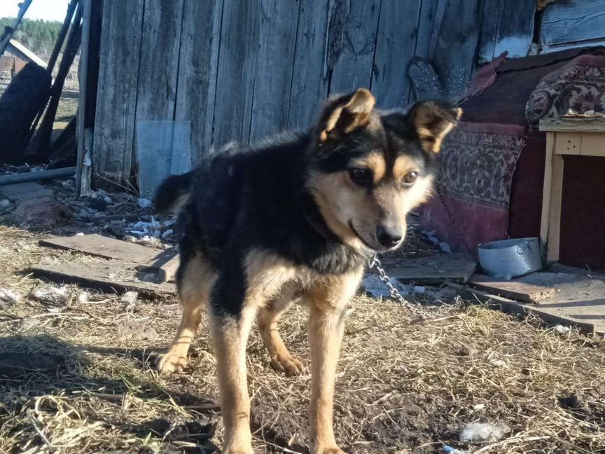 Собаки бесплатно в добрые руки