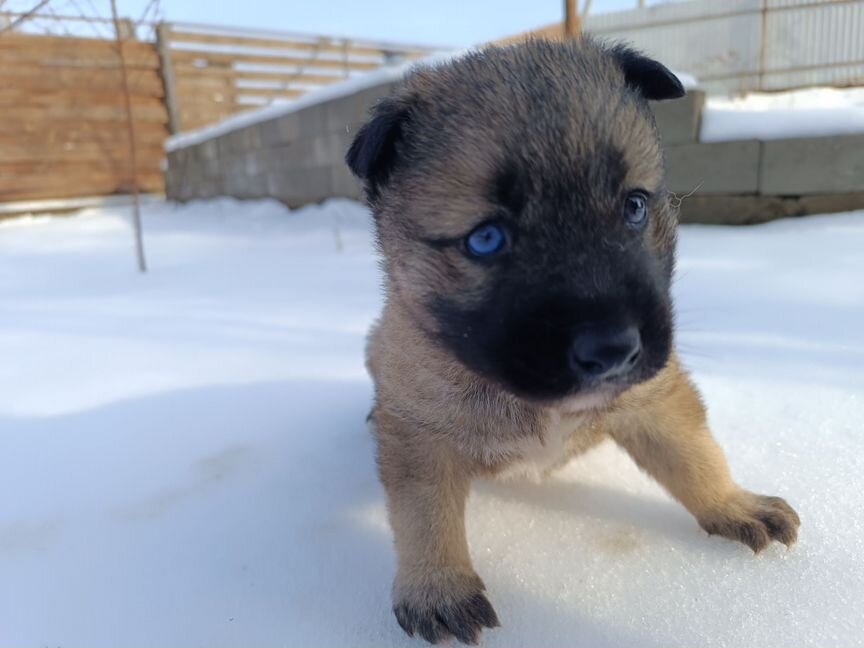 Собака в добрые руки