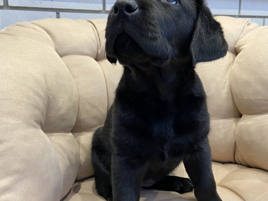 Щенок лабрадора