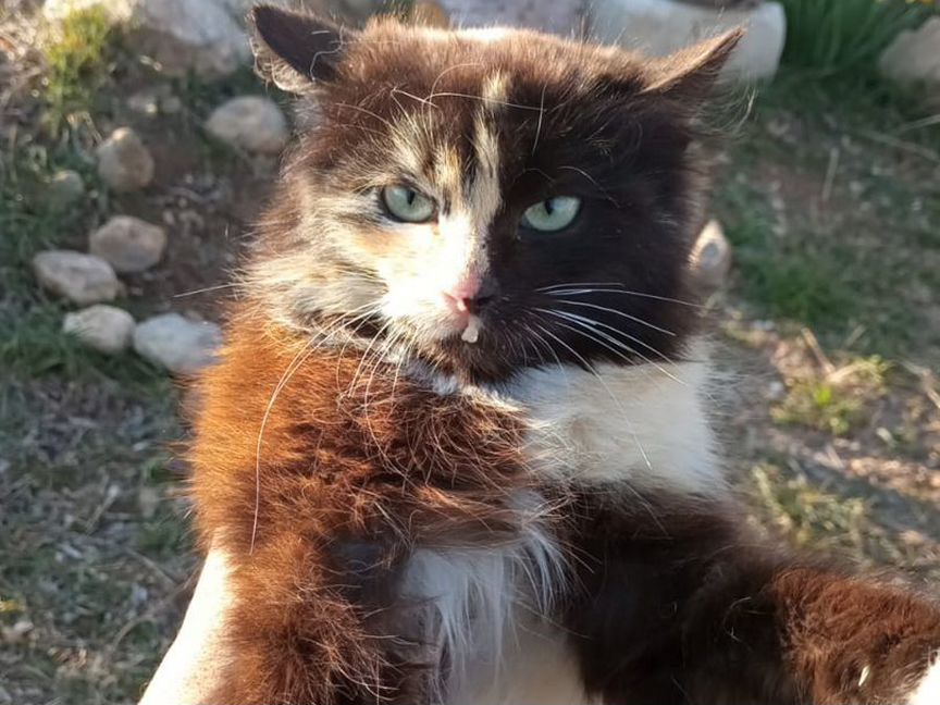 Отдам в добрые руки кошечку