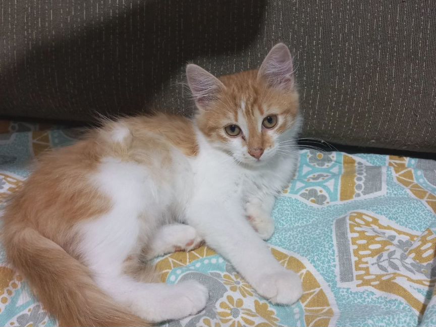 Котенок ищет дом