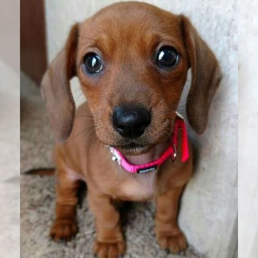 Такса, щенок