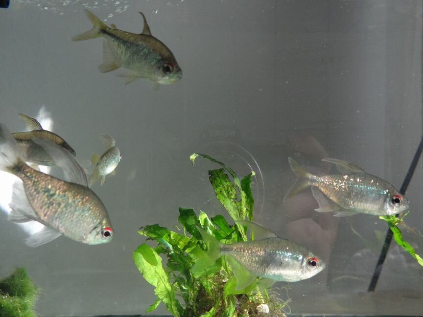 Тетра бриллиантовая