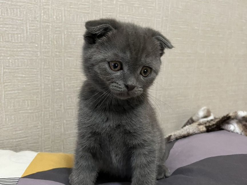 Шотландский вислоухий котенок 2 месяца