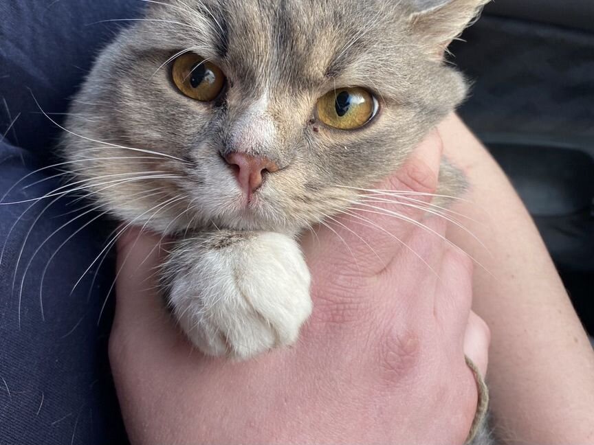 Кот в добрые руки