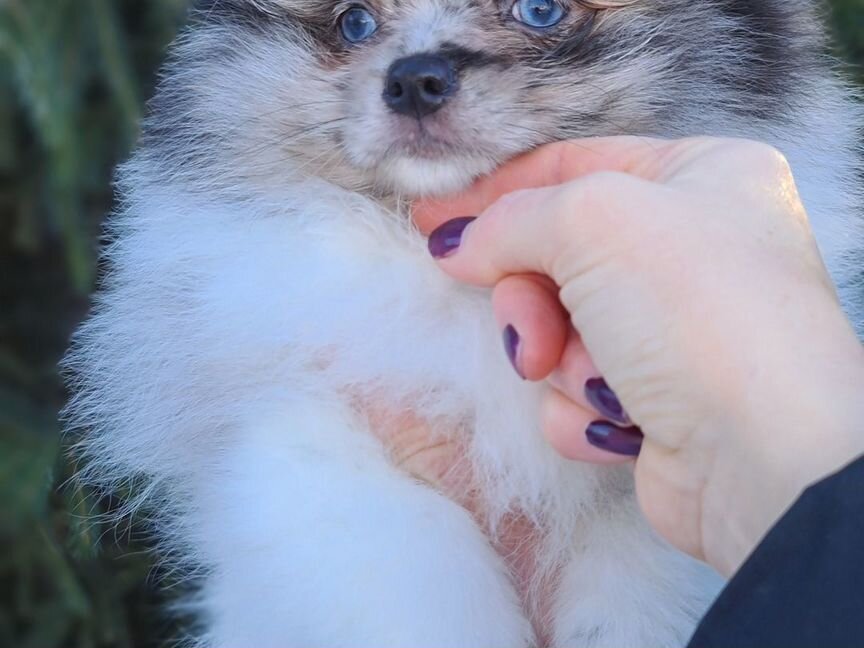 Померанский шпиц, мальчик с голубыми глазами