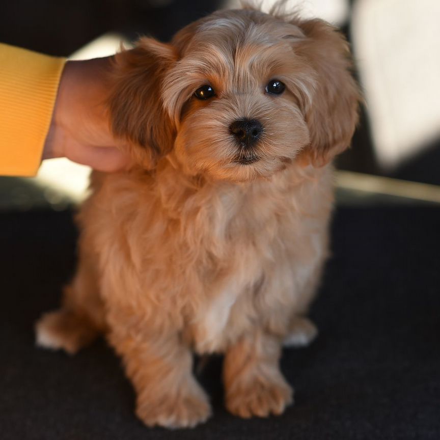 Мальтипу, щенок