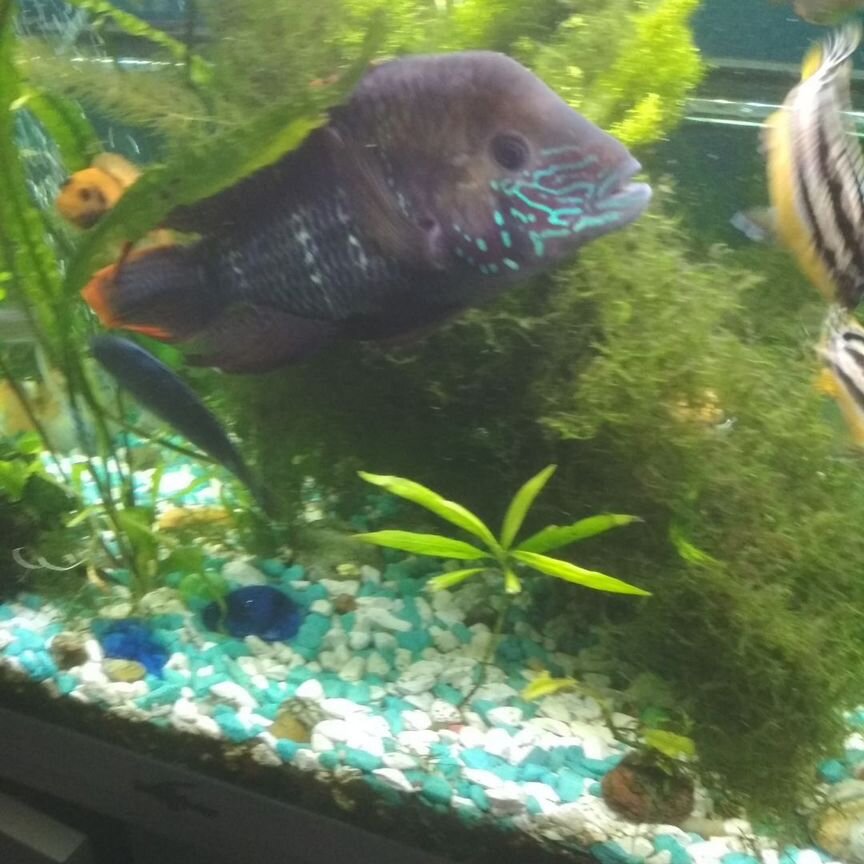 Украшение для аквариума