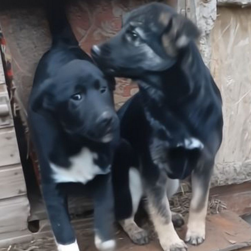 Щенок в добрые руки