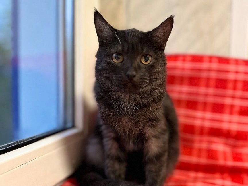 Котишки из приюта ждут человека