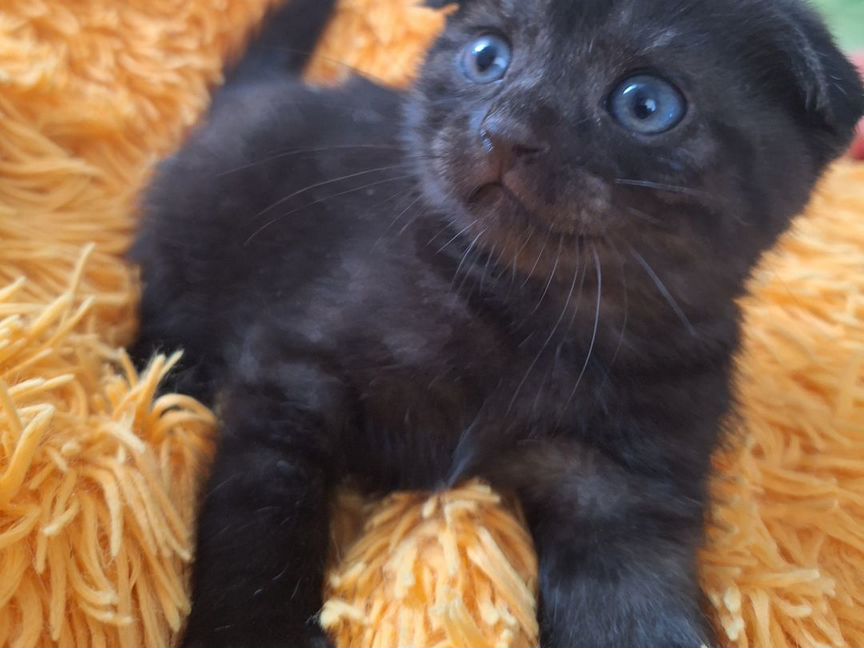 Отдам котят в добрые руки от мамы вислоушки