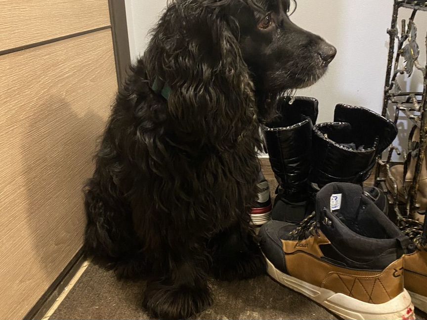 Найдена собака спаниель