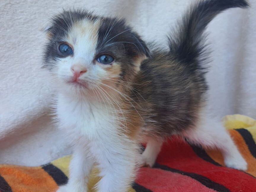 Котёнок