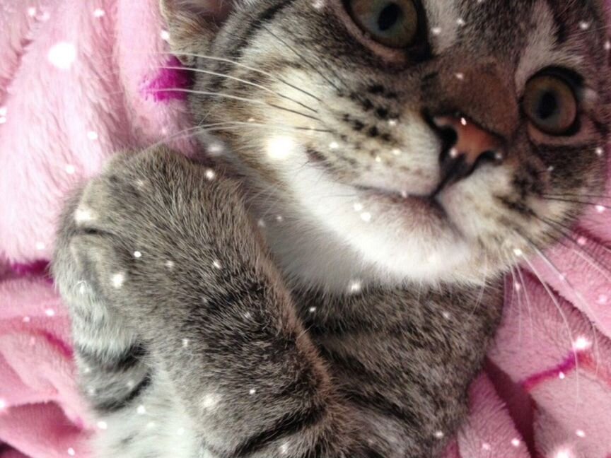 Зимний балабол Васька