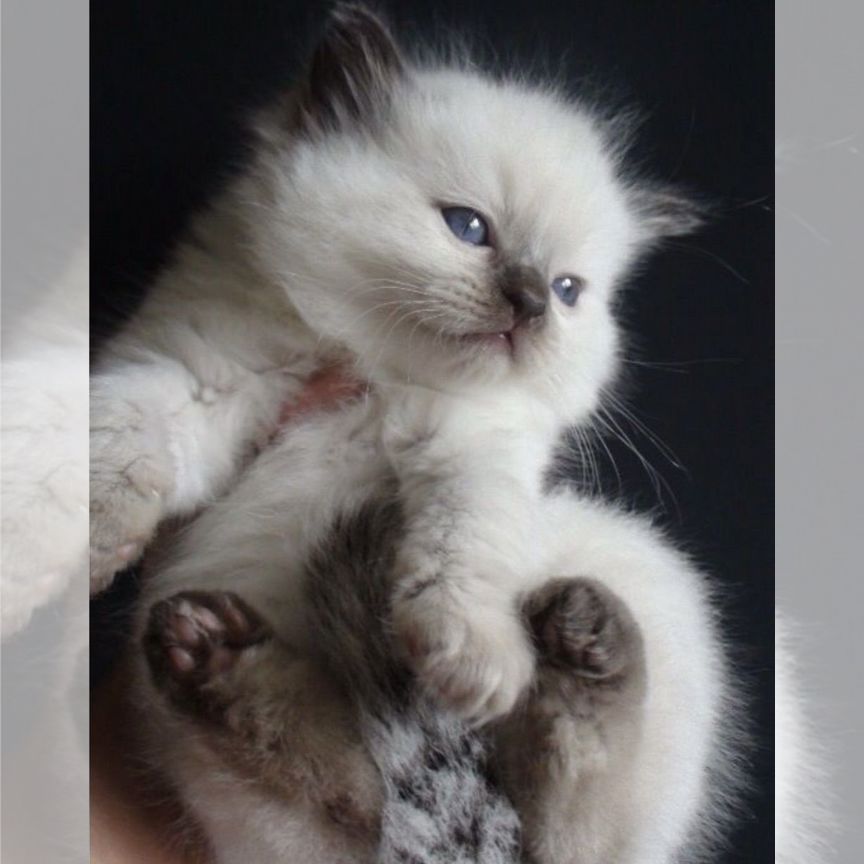 Рэгдолл котёнок