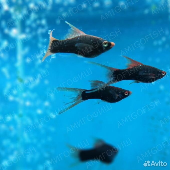 Меченосец Черный вильчатый