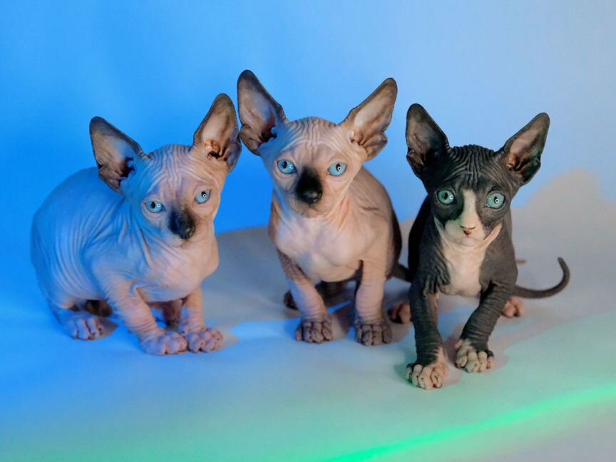 Котята канадского сфинкса