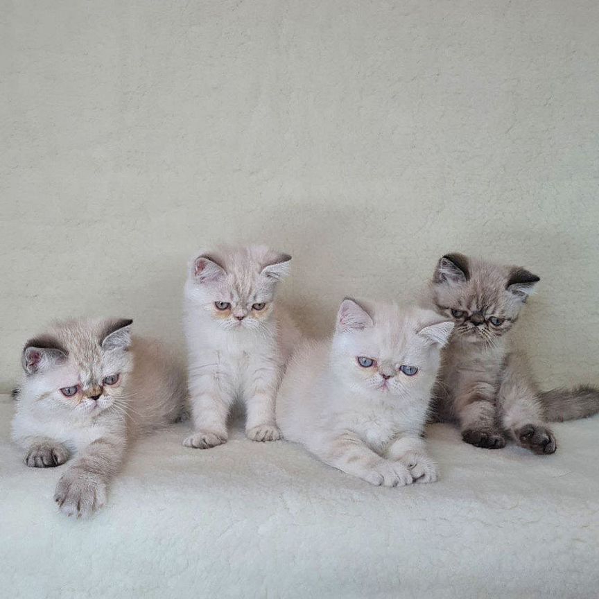 Котяты экзотические короткошерстные