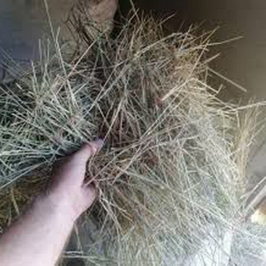 Продам сено