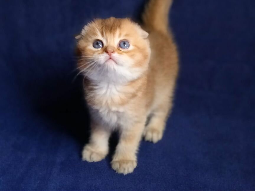 Шотландские котята девочки