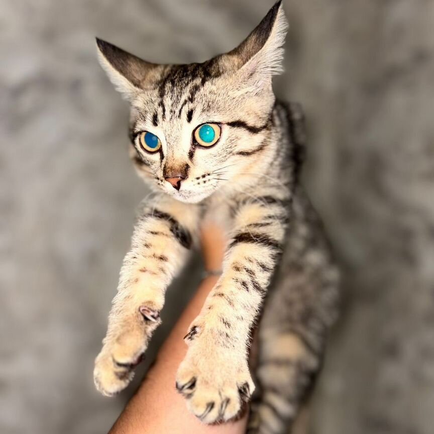 Отдам в добрые руки