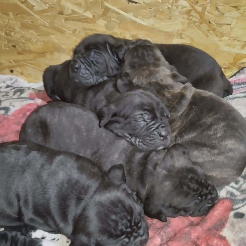 Щенки кане корсо