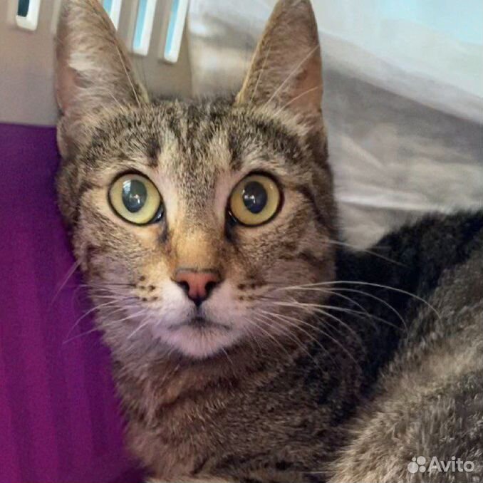 Кошка шпротинка шанс 5 дней найти дом