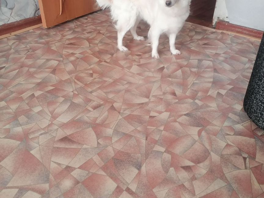 Отдам в добрые руки