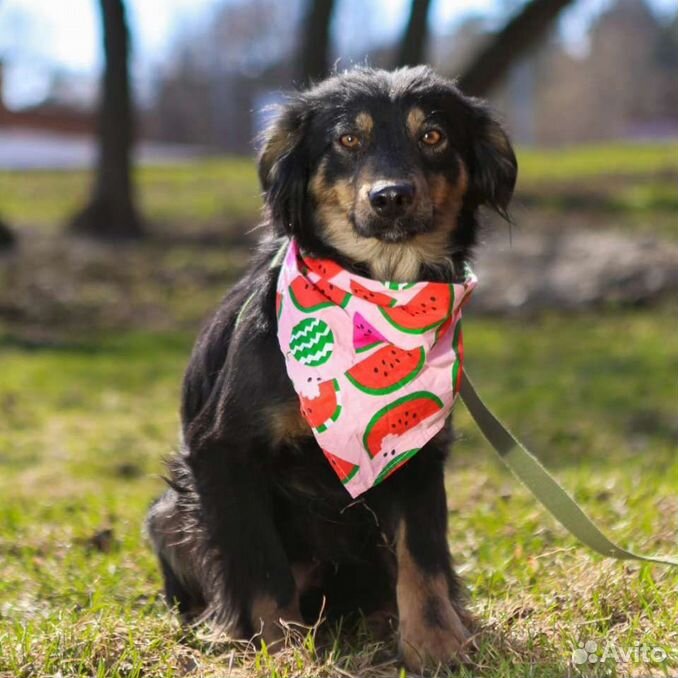 Маленькая собачка Фифа в приюте