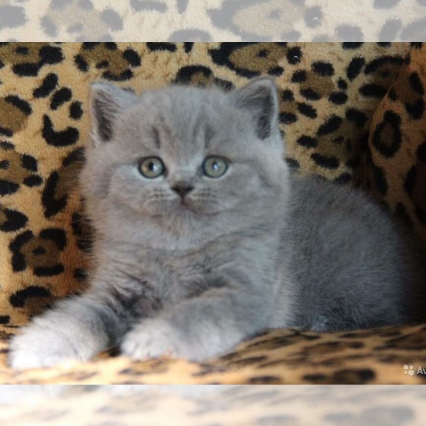 Британские котята