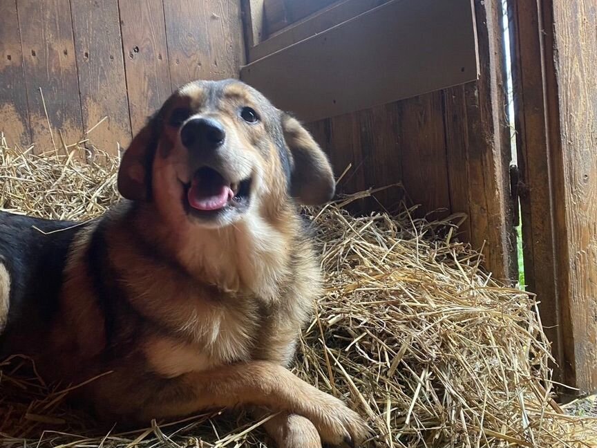 Малыш ищет дом