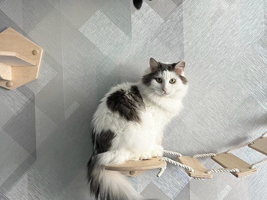 Кошка в добрые руки