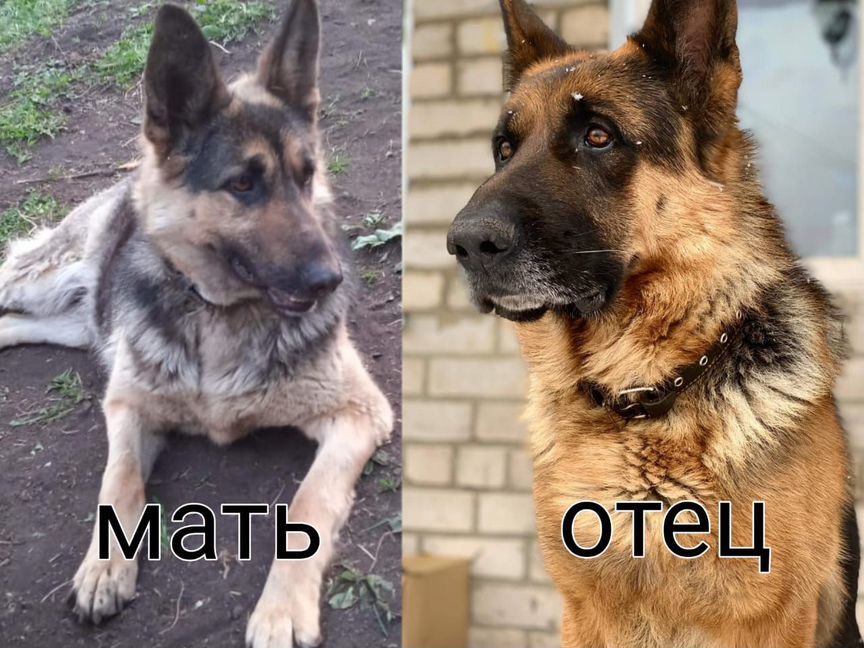 Овчарка