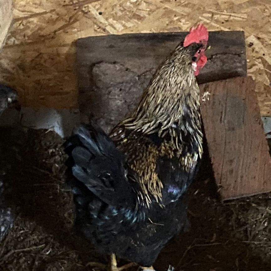 Молодые петухи