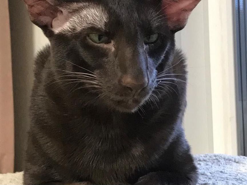 Ориентальный кот на вязку