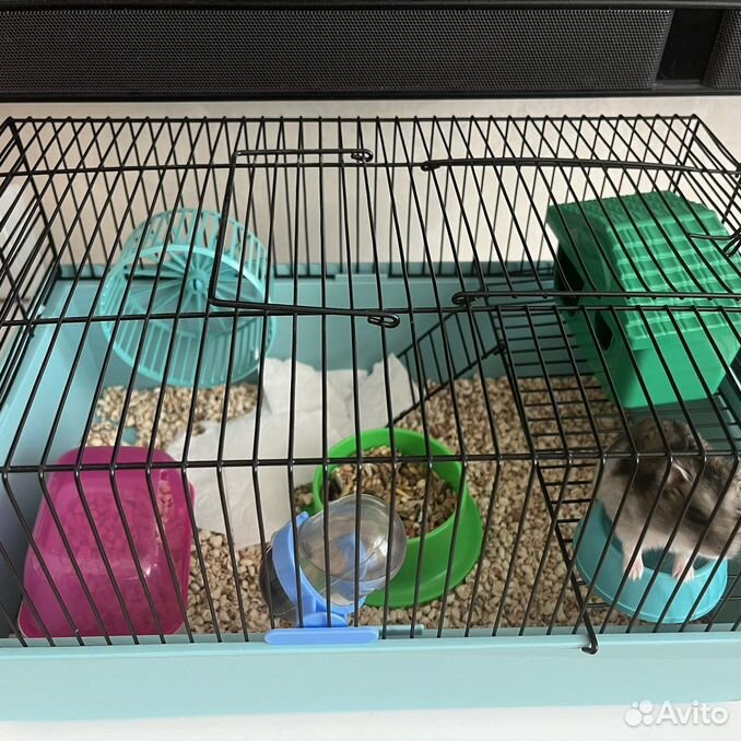 Джунгарский хомяк с клеткой