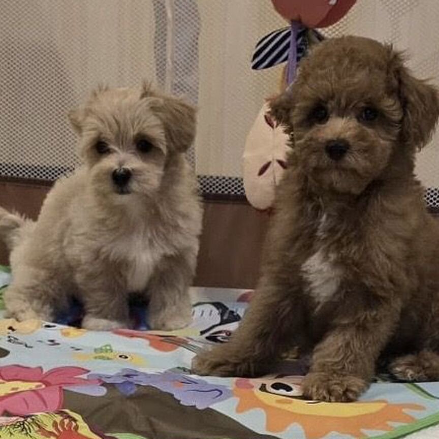 Мальтипу, щенок