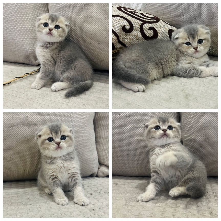 Шотландские вислоухие котята