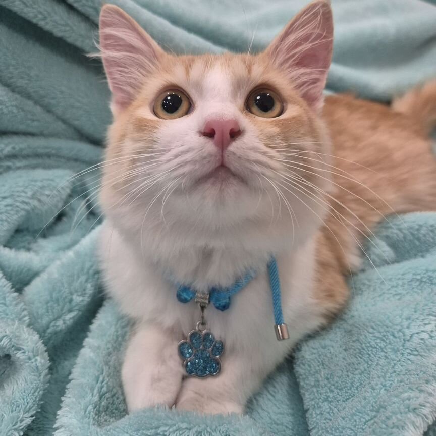 Отдам бесплатно котёнка