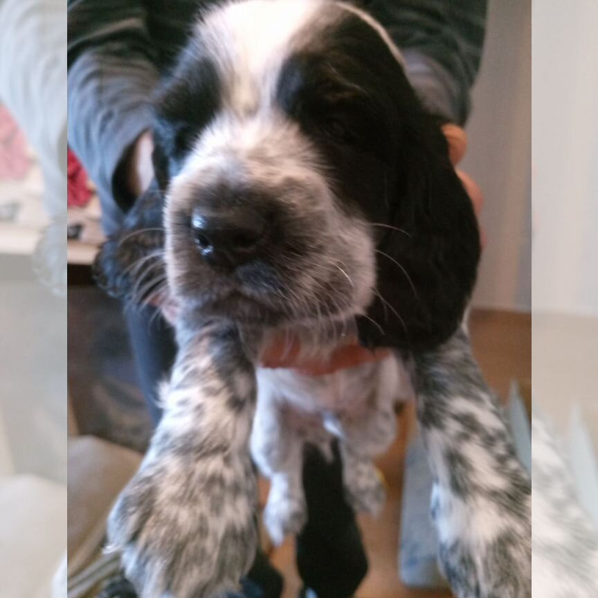 Щенки спаниеля