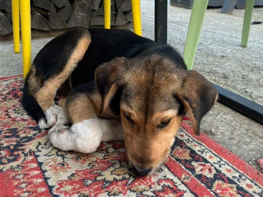 Собака в добрые руки щенок