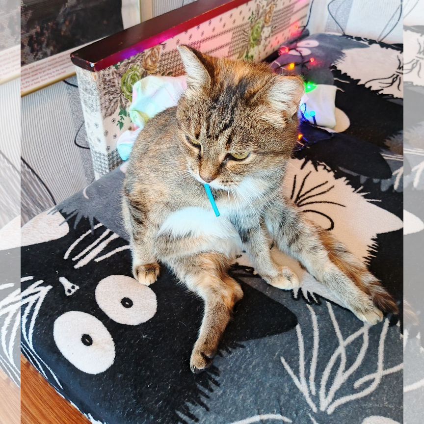 Шотландская вислоухая короткошёрстная, взрослая кошка